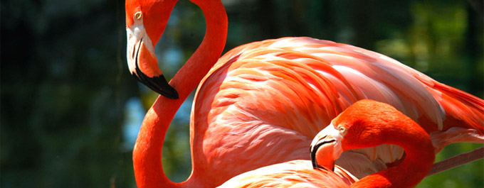 Inagua – Bahamas Flavour